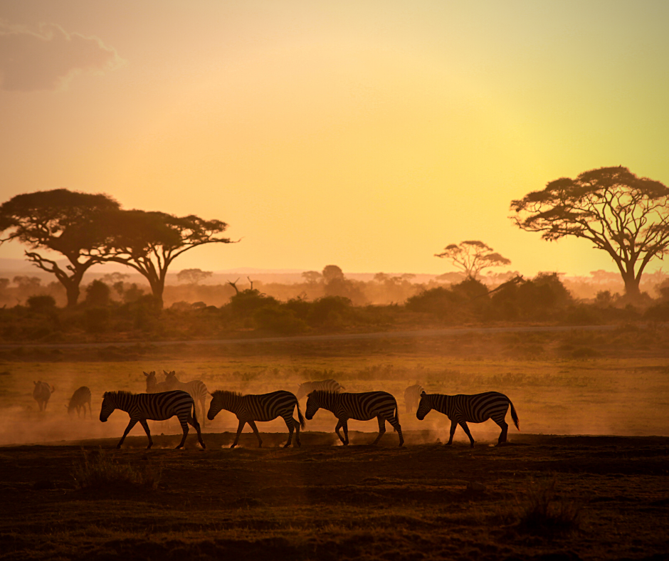Viajar para o Quênia! Tudo o que você precisa saber!